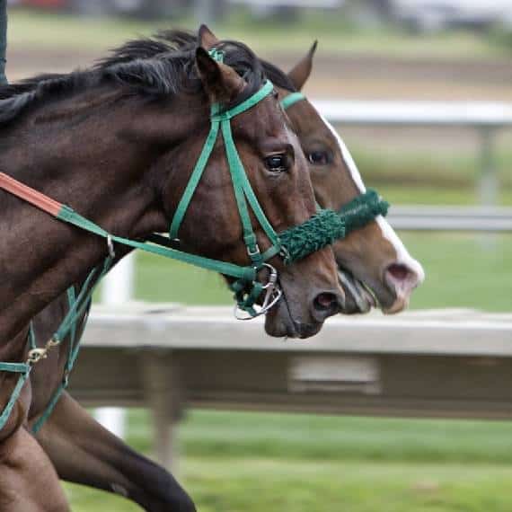 Horse Racing: An Informative Overview | TopBets Online